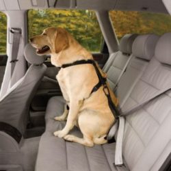 Transport du chien en voiture (Les accessoires, la sécurité, la loi)